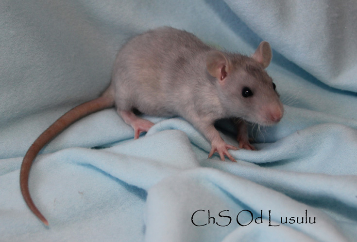 Norrion of X-rats :: ChS Od Lusulu